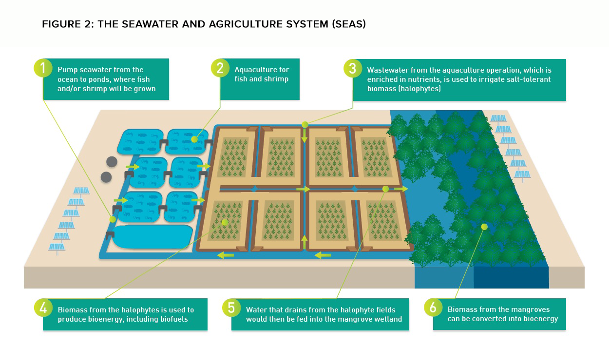 Ready for takeoff? Aviation biofuels past, present, and future ...
