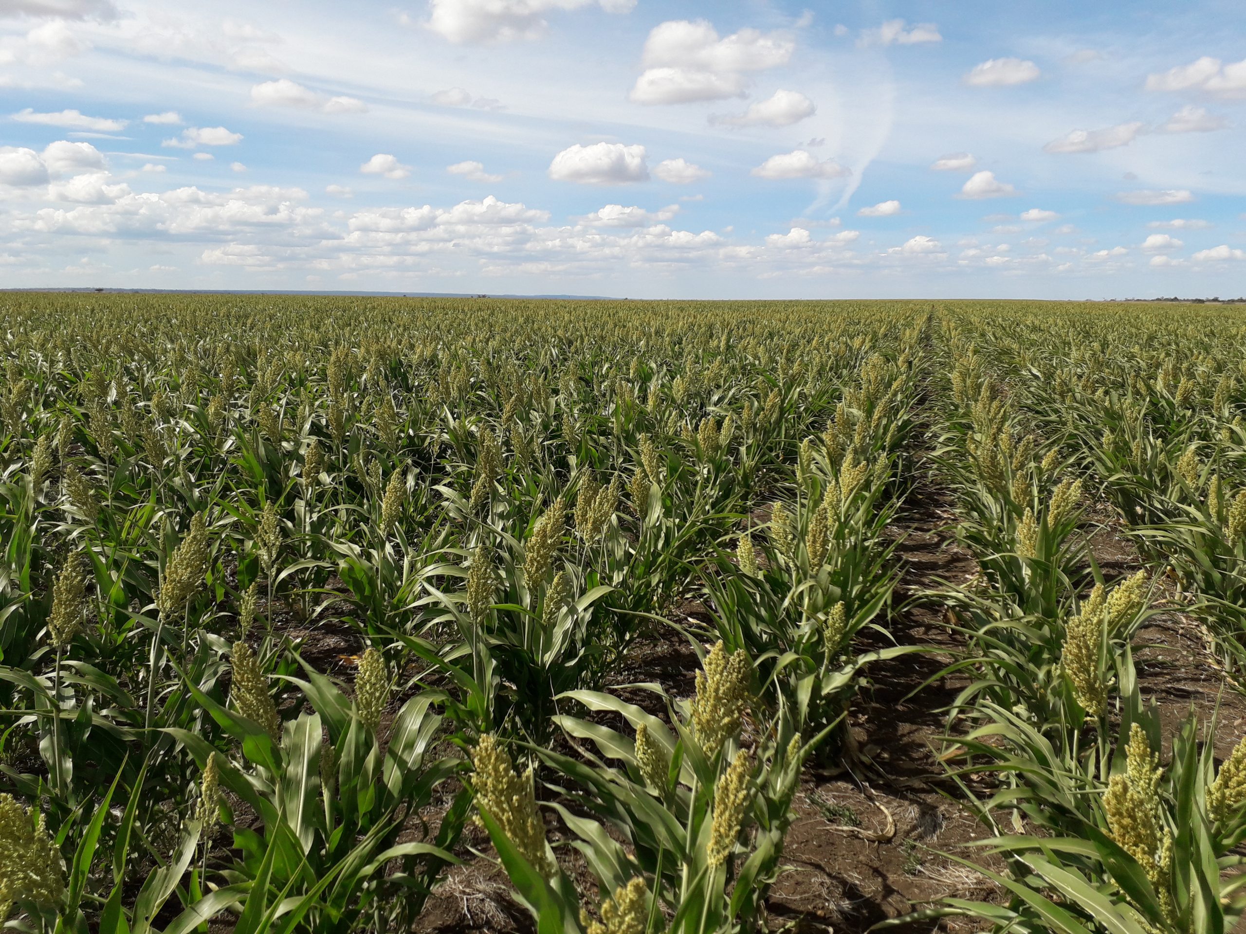 GeoTech - Kijani-AI - Atlantic Council, global food system