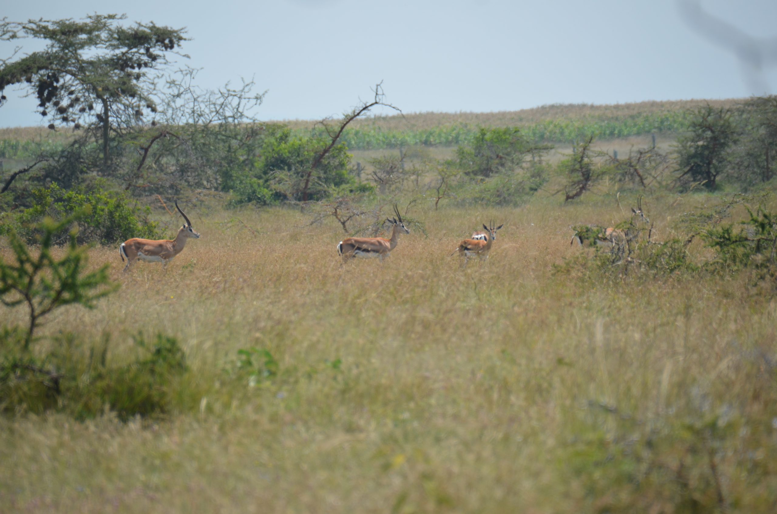 GeoTech - Kijani-AI - Atlantic Council, global food system
