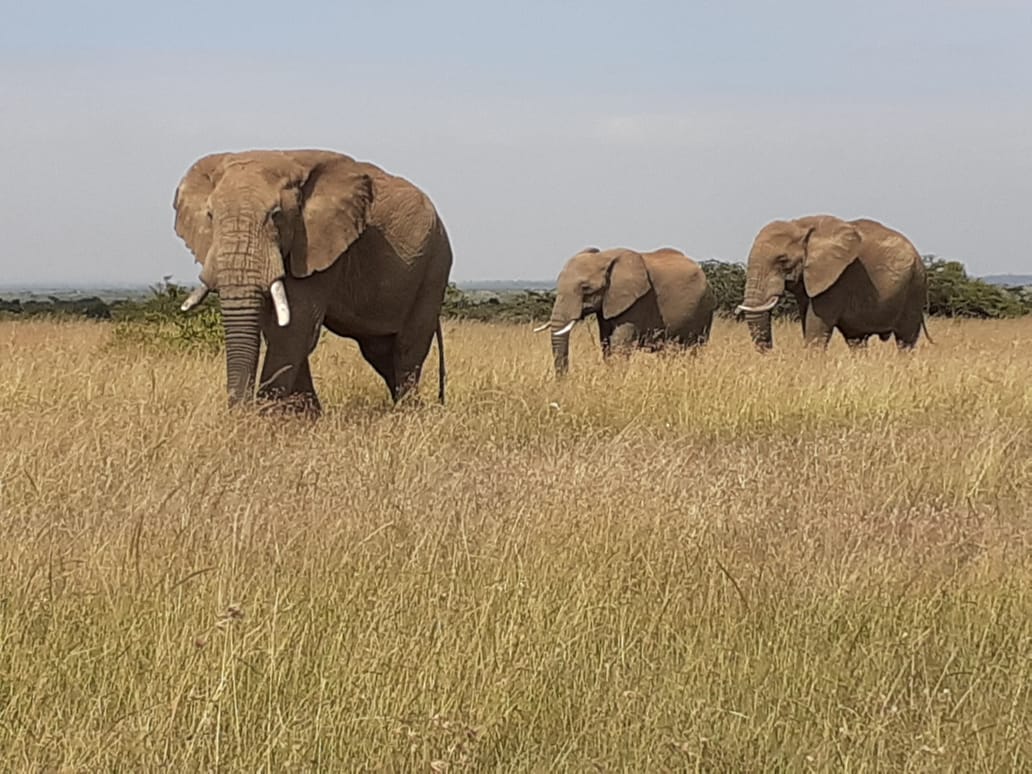 Kijani-AI - Atlantic Council