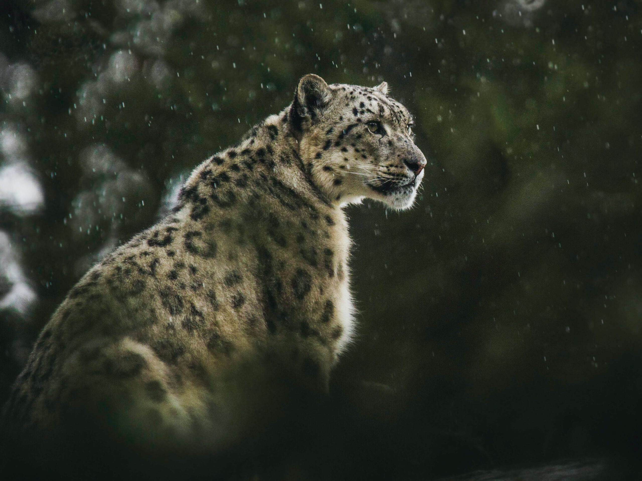 Six ‘snow leopards’ to watch for in 2024 - Atlantic Council