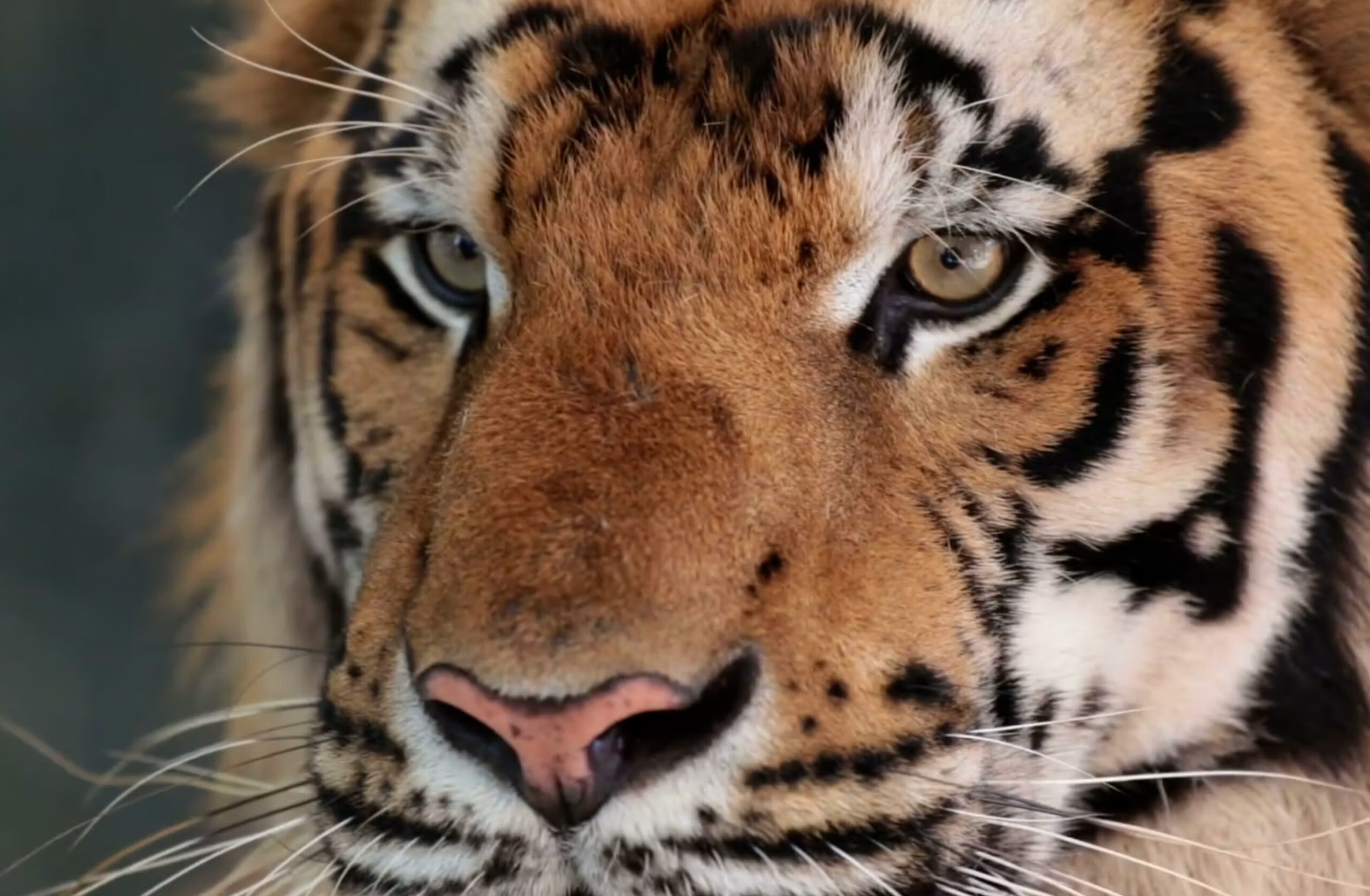 The Tiger Project: War and deterrence in the Indo-Pacific - Atlantic ...